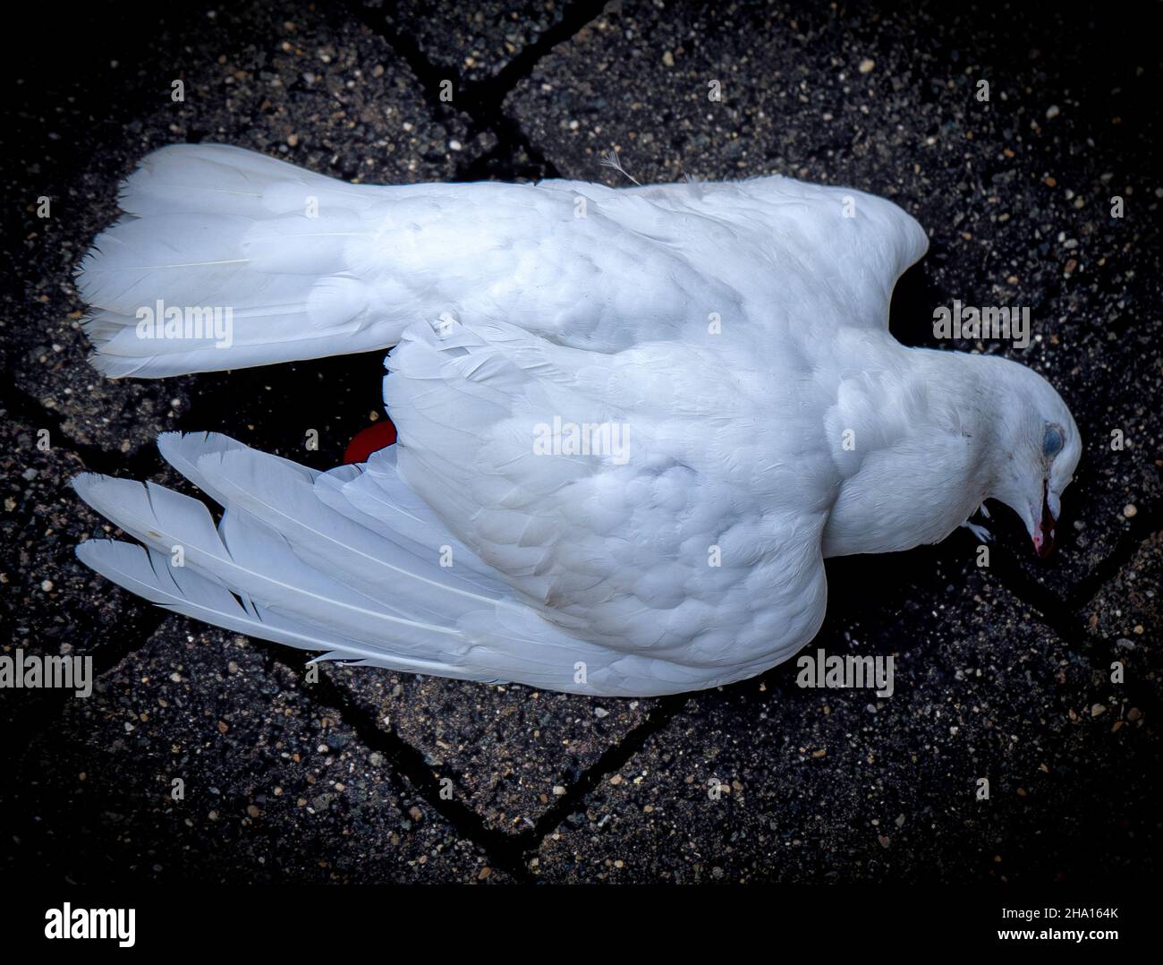 Dead white dove hi-res stock photography and images - Alamy