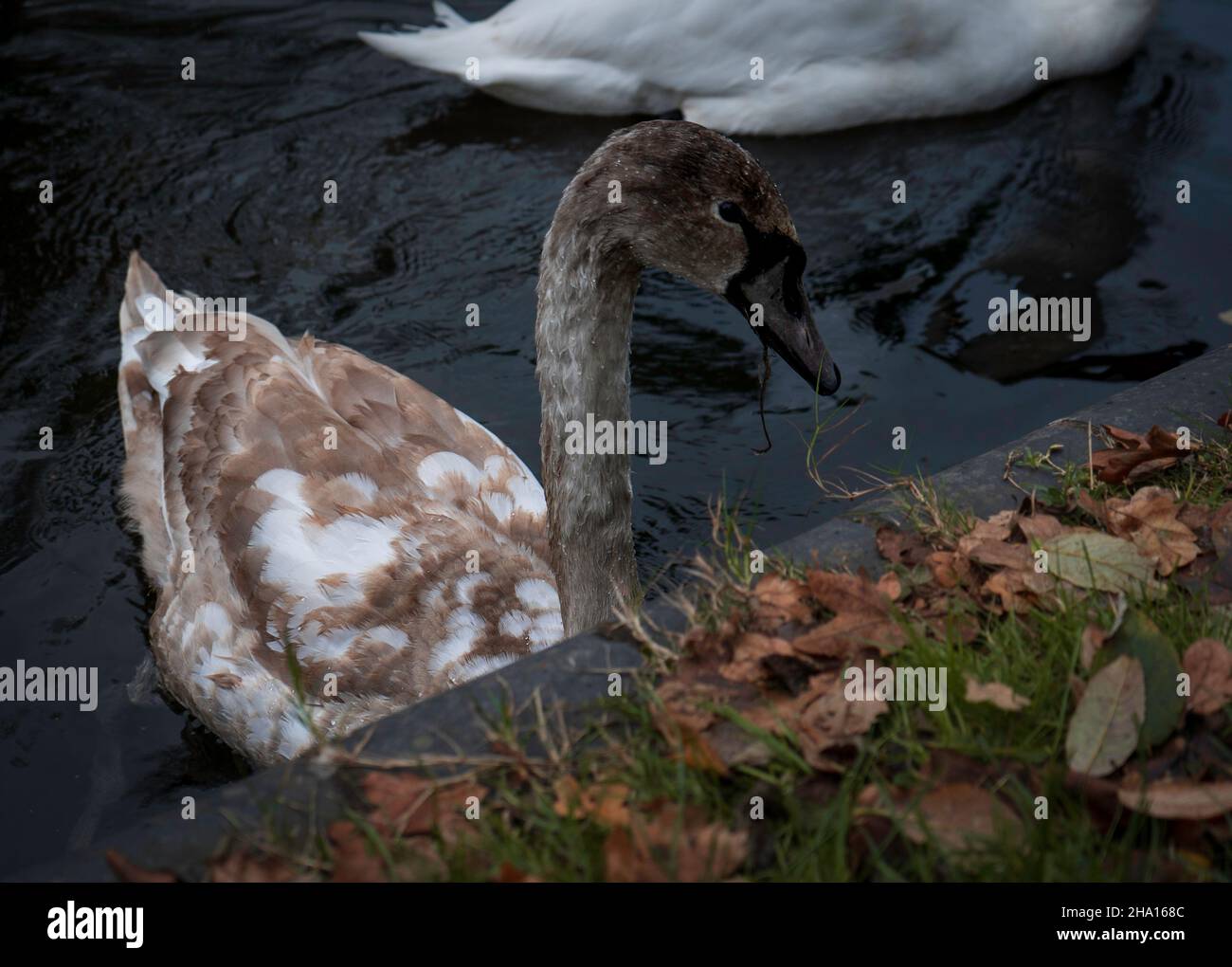 Cygnets feathers hi-res stock photography and images - Alamy
