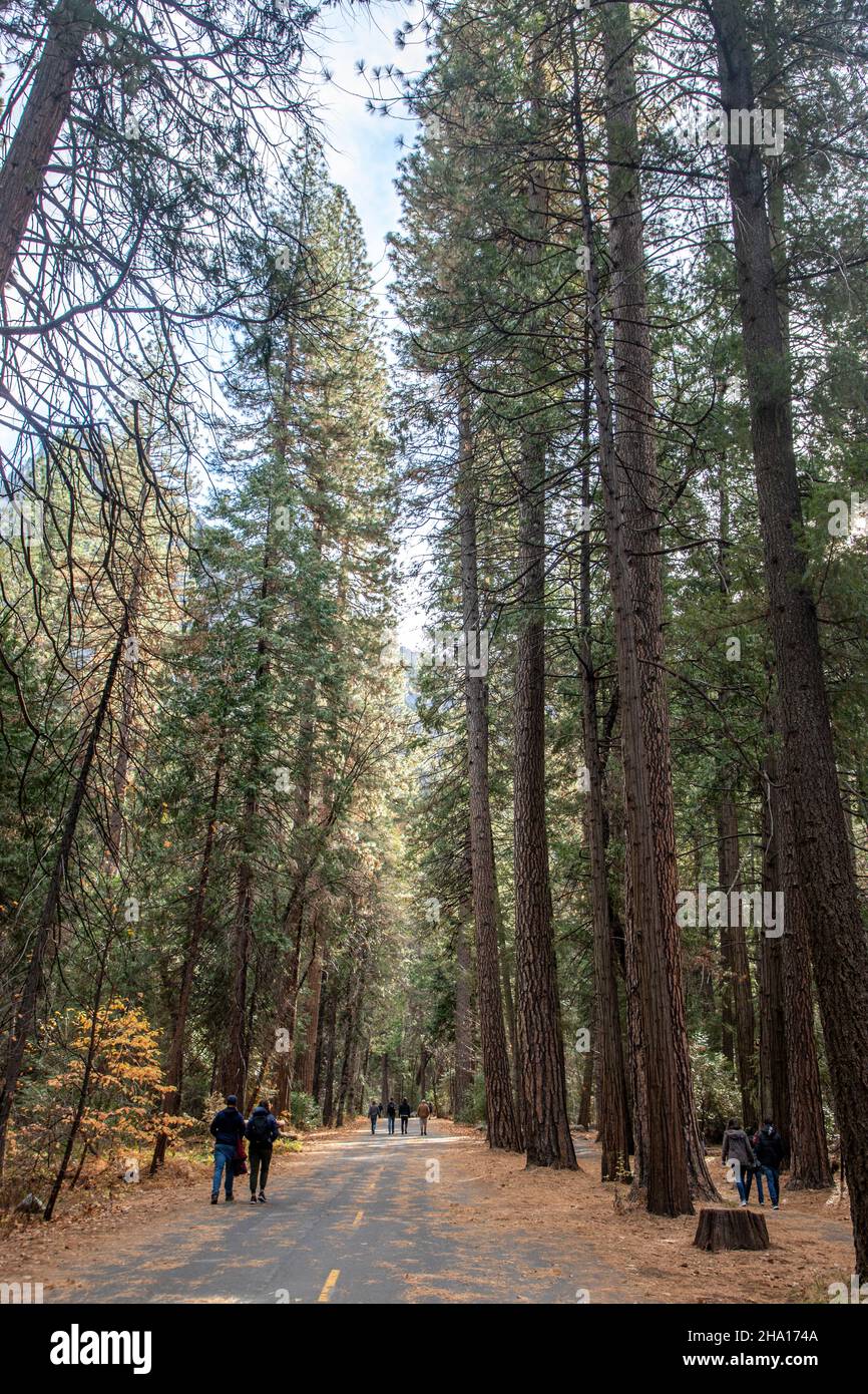 The Valley Loop Trail in Yosemite Valley in California Stock Photo - Alamy
