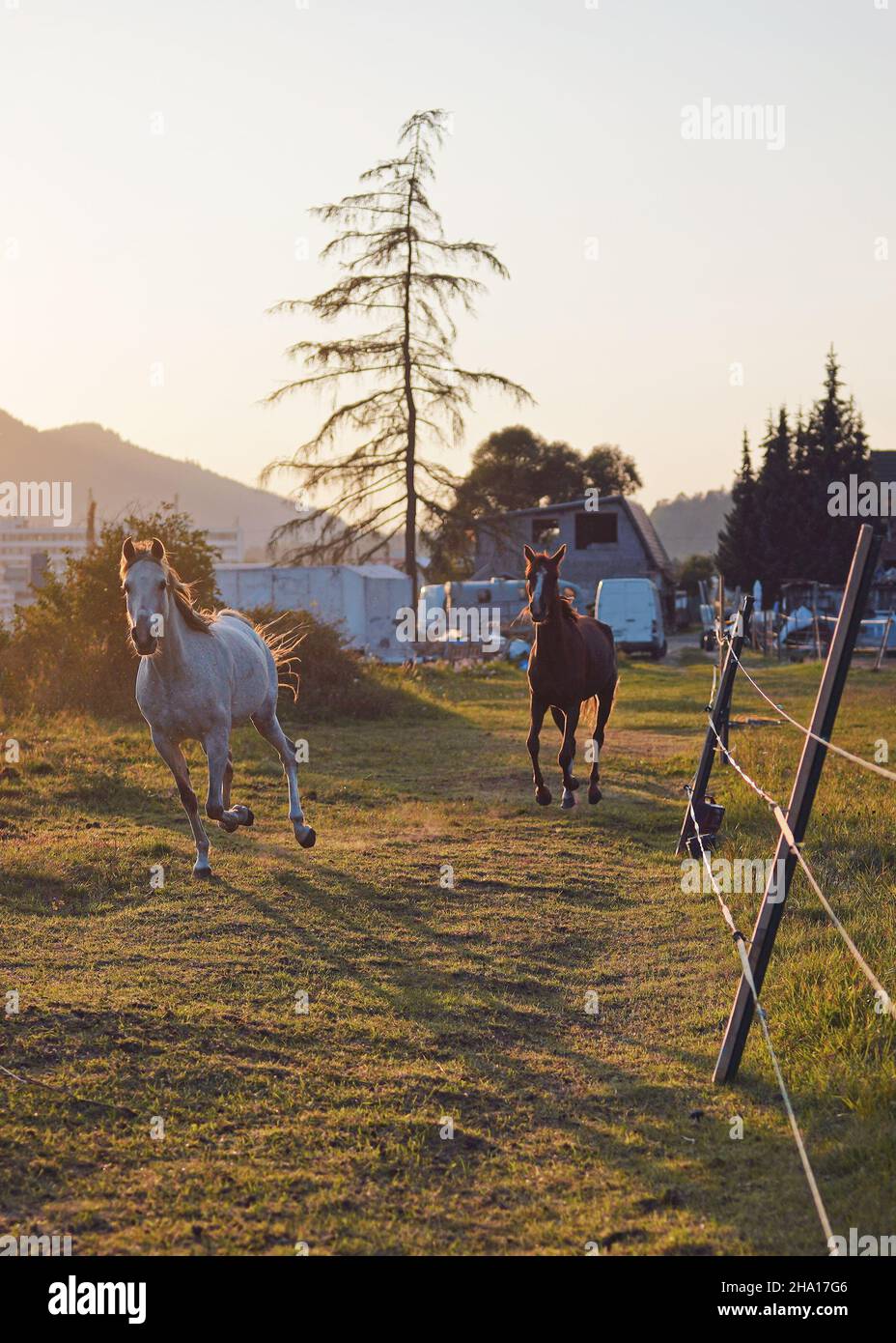 White Arabian horse running on grass field another brown one behind ...