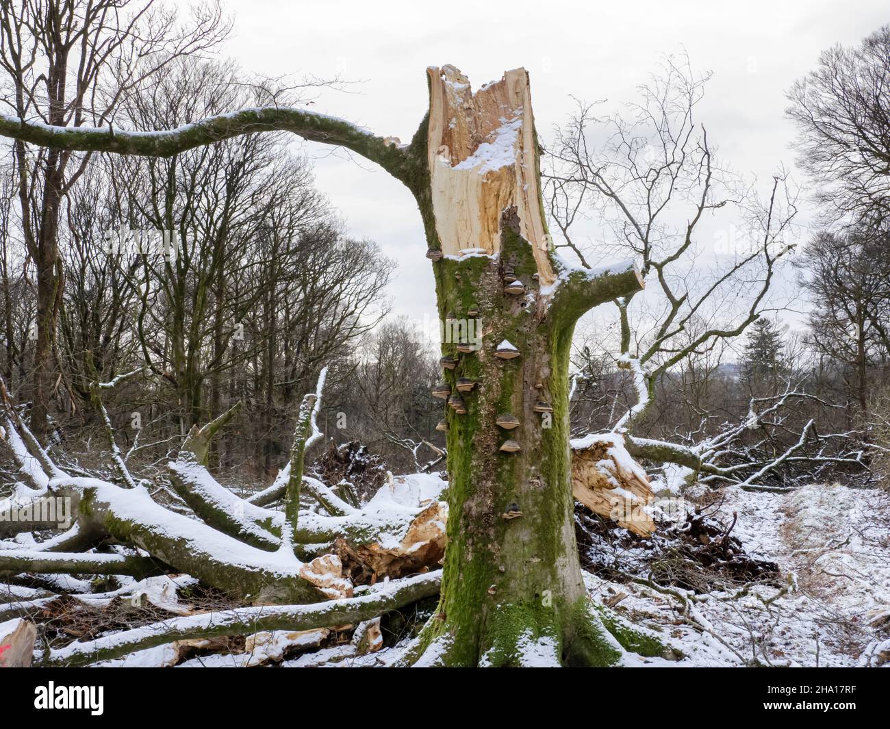 Trees blown over by Storm Arwen in Jiffy Knott woods, Ambleside, Lake ...