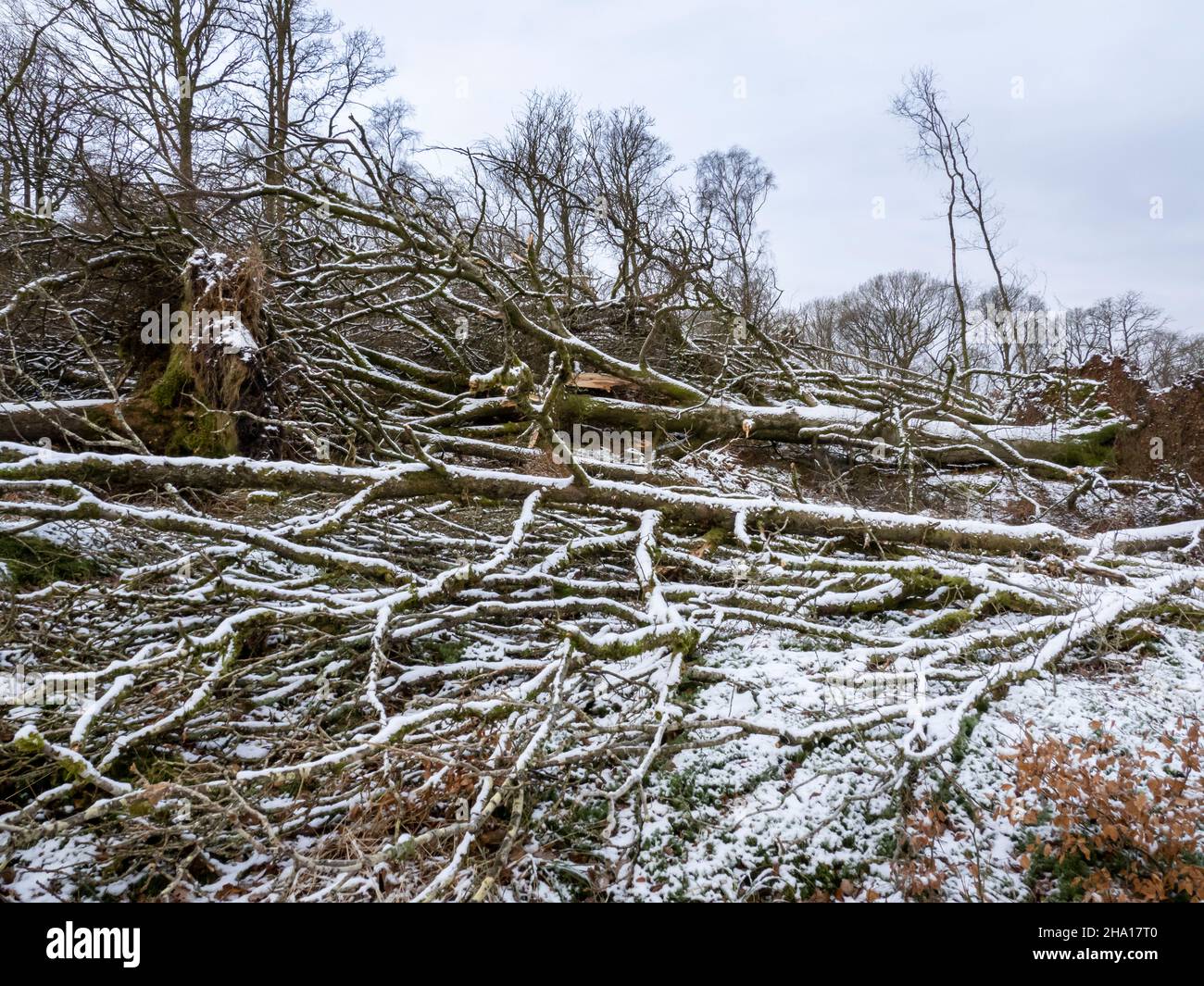 Trees blown over by Storm Arwen in Jiffy Knott woods, Ambleside, Lake ...