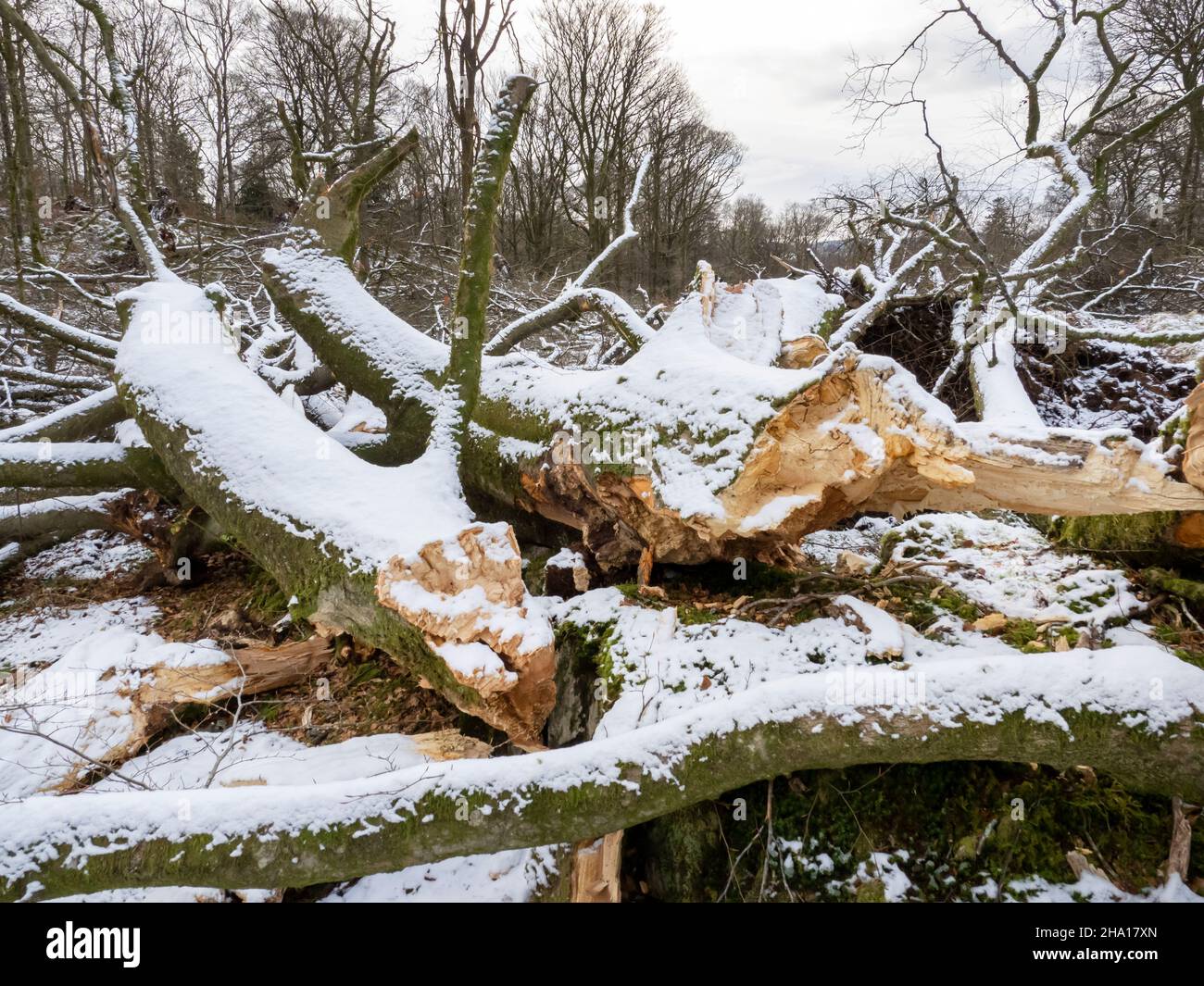 Trees blown over by Storm Arwen in Jiffy Knott woods, Ambleside, Lake ...