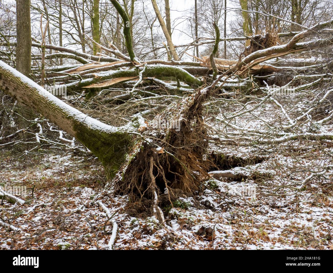 Trees blown over by Storm Arwen in Jiffy Knott woods, Ambleside, Lake ...