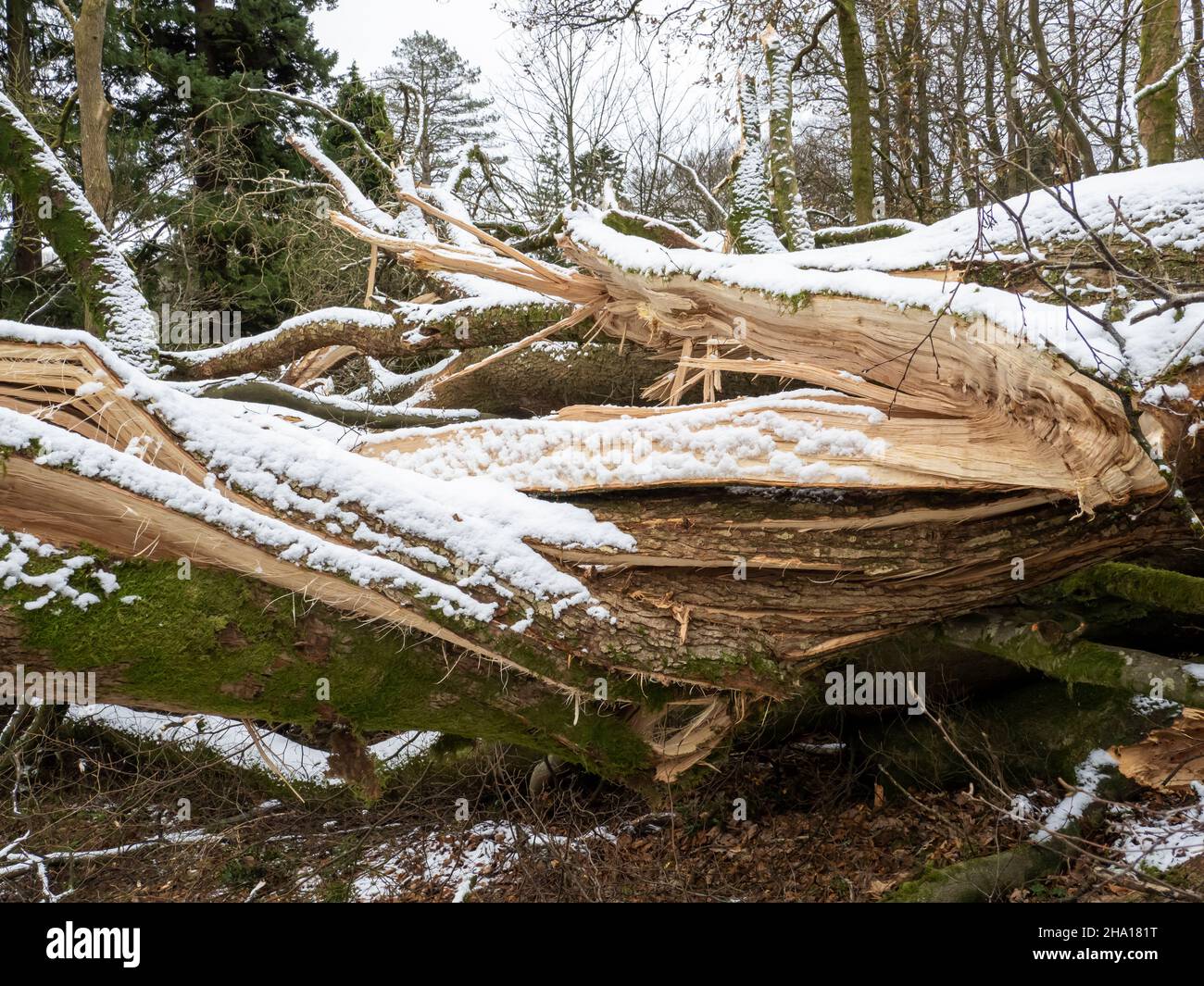 Trees blown over by Storm Arwen in Jiffy Knott woods, Ambleside, Lake ...