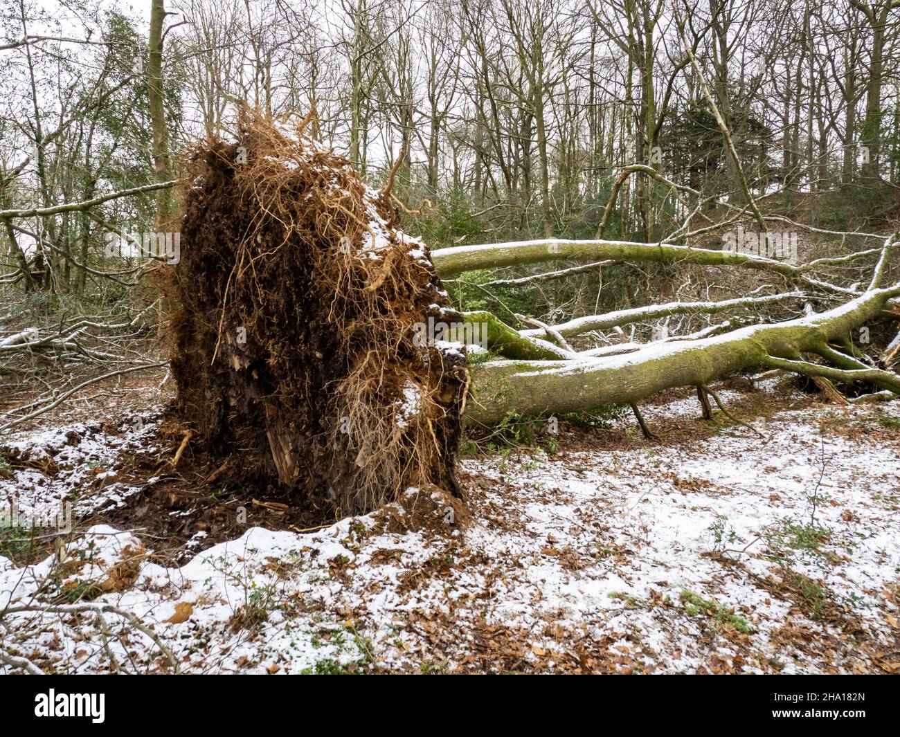 Trees blown over by Storm Arwen in Jiffy Knott woods, Ambleside, Lake ...