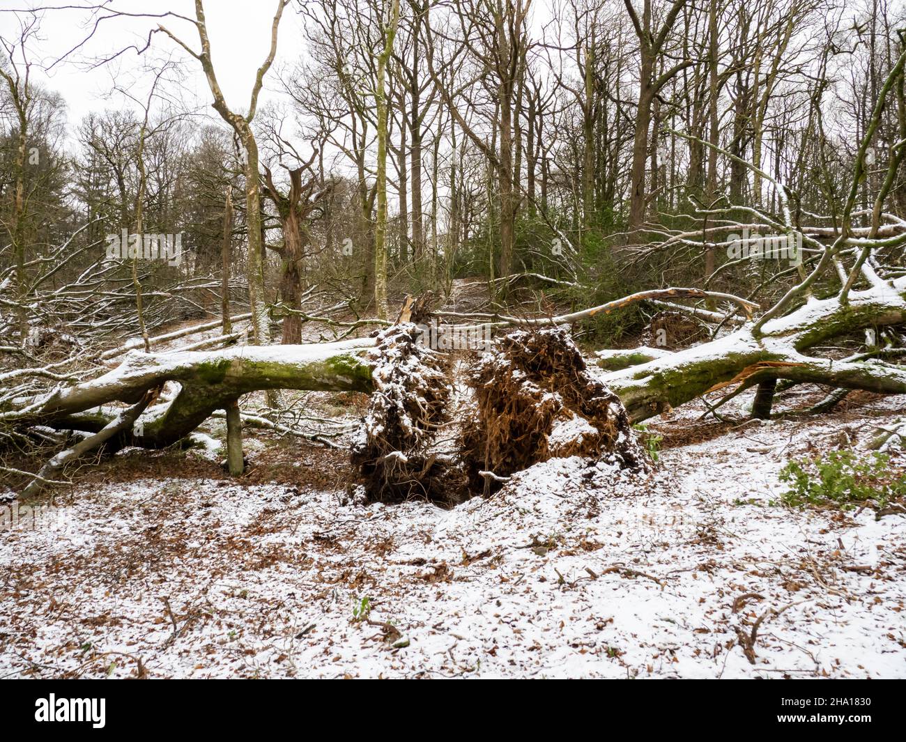 Trees blown over by Storm Arwen in Jiffy Knott woods, Ambleside, Lake ...