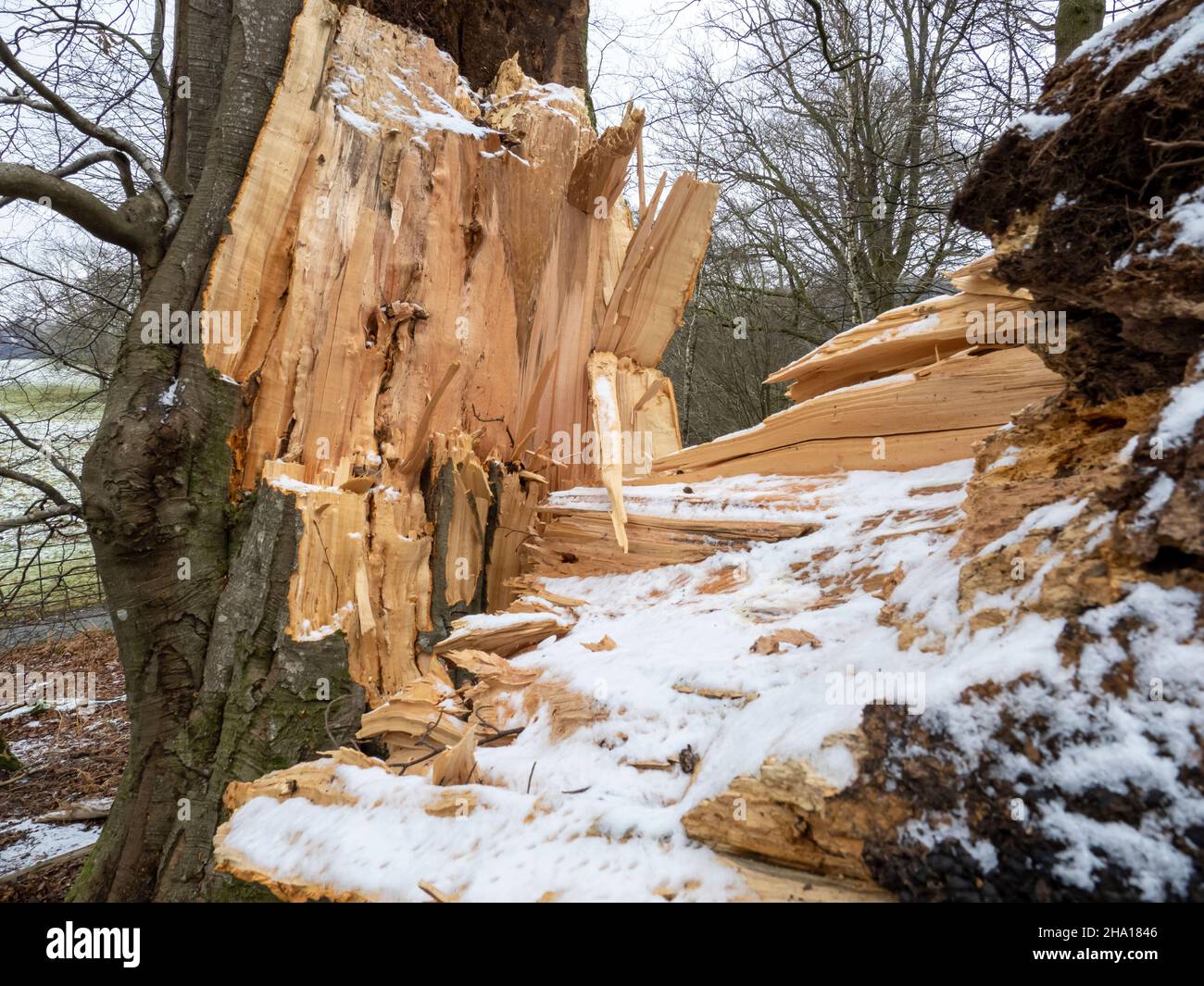 Trees blown over by Storm Arwen in woods,near Brathay, Ambleside, Lake ...