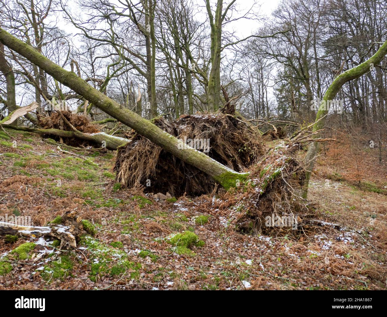 Trees blown over by Storm Arwen in woods,near Brathay, Ambleside, Lake ...