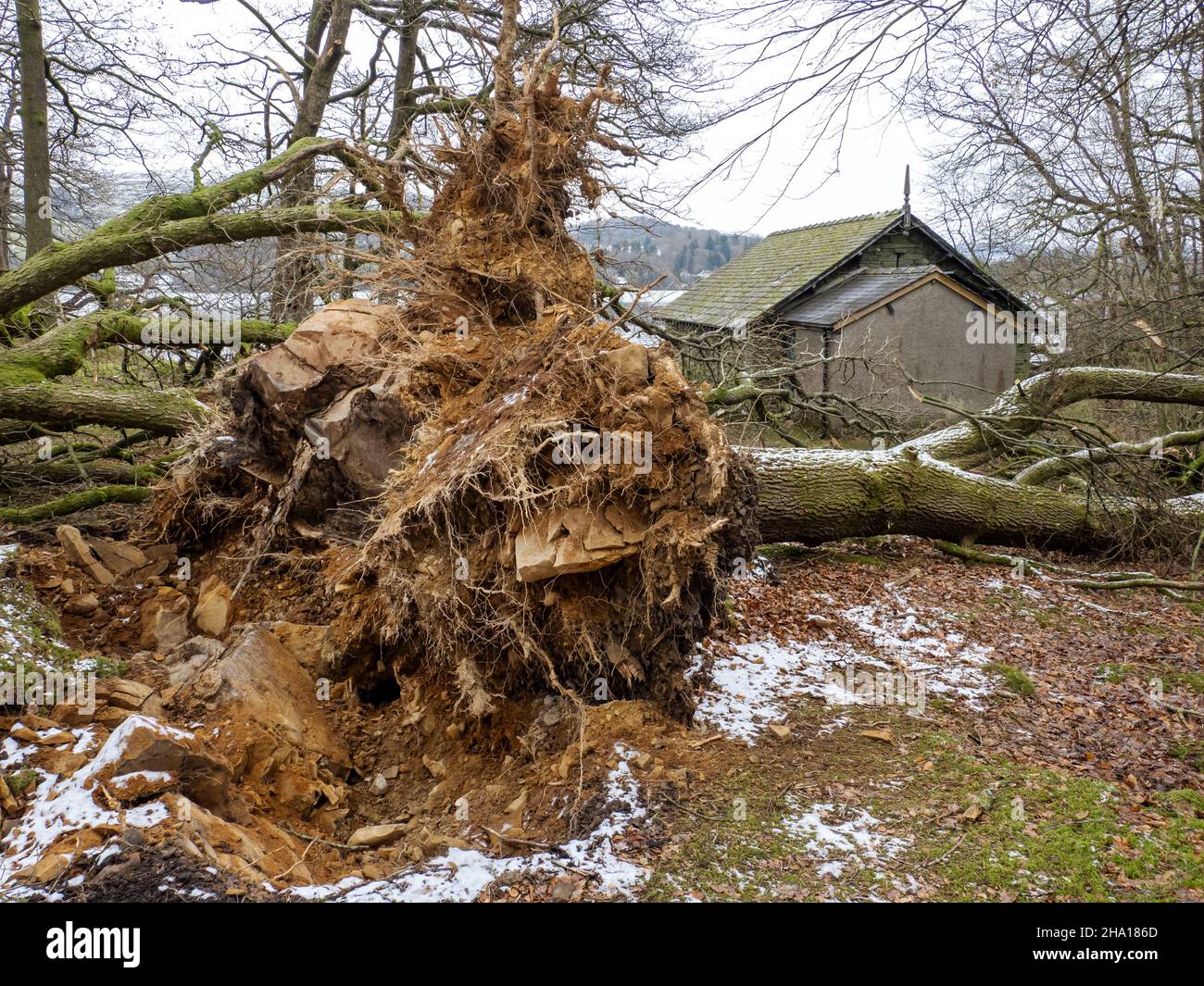 Trees blown over by Storm Arwen in woods,near Brathay, Ambleside, Lake ...