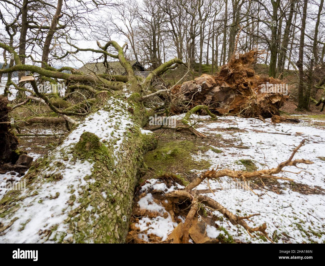 Trees blown over by Storm Arwen in woods,near Brathay, Ambleside, Lake ...