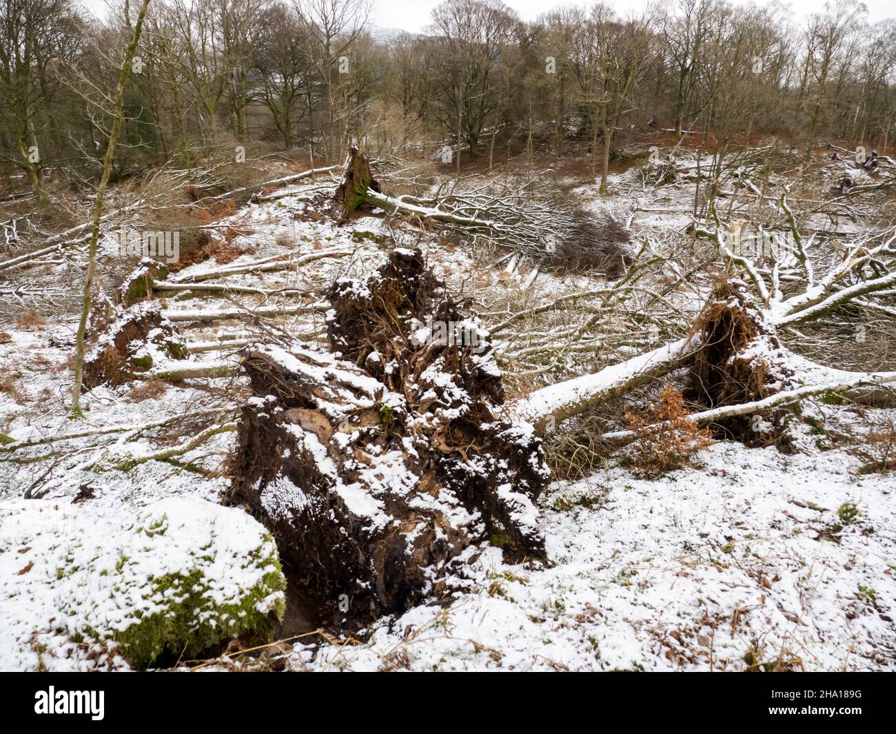 Trees blown over by Storm Arwen in Jiffy Knott woods, Ambleside, Lake ...
