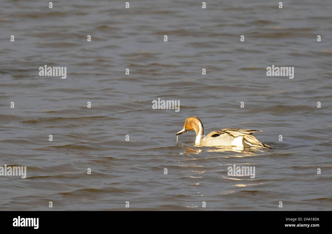Northern pintail migration hi-res stock photography and images - Alamy