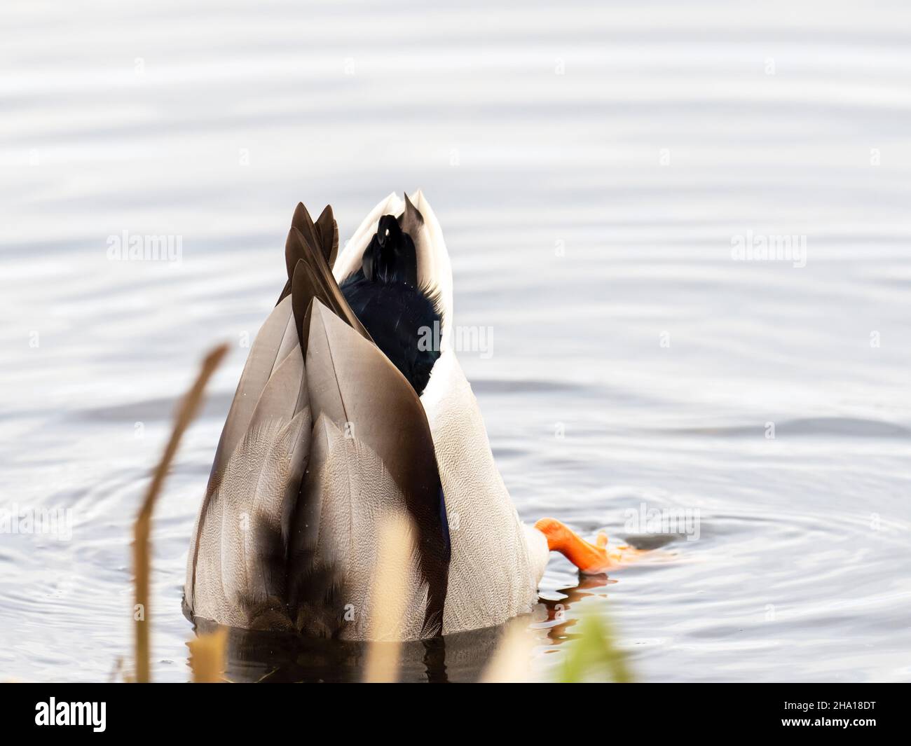 Upending Duck High Resolution Stock Photography and Images - Alamy