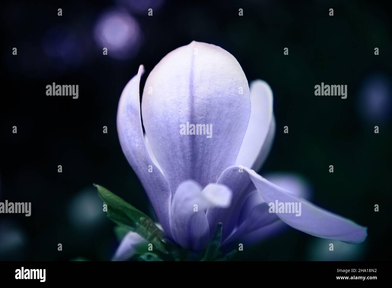 Beautiful close up purple magnolia flowers. Blooming magnolia tree in ...