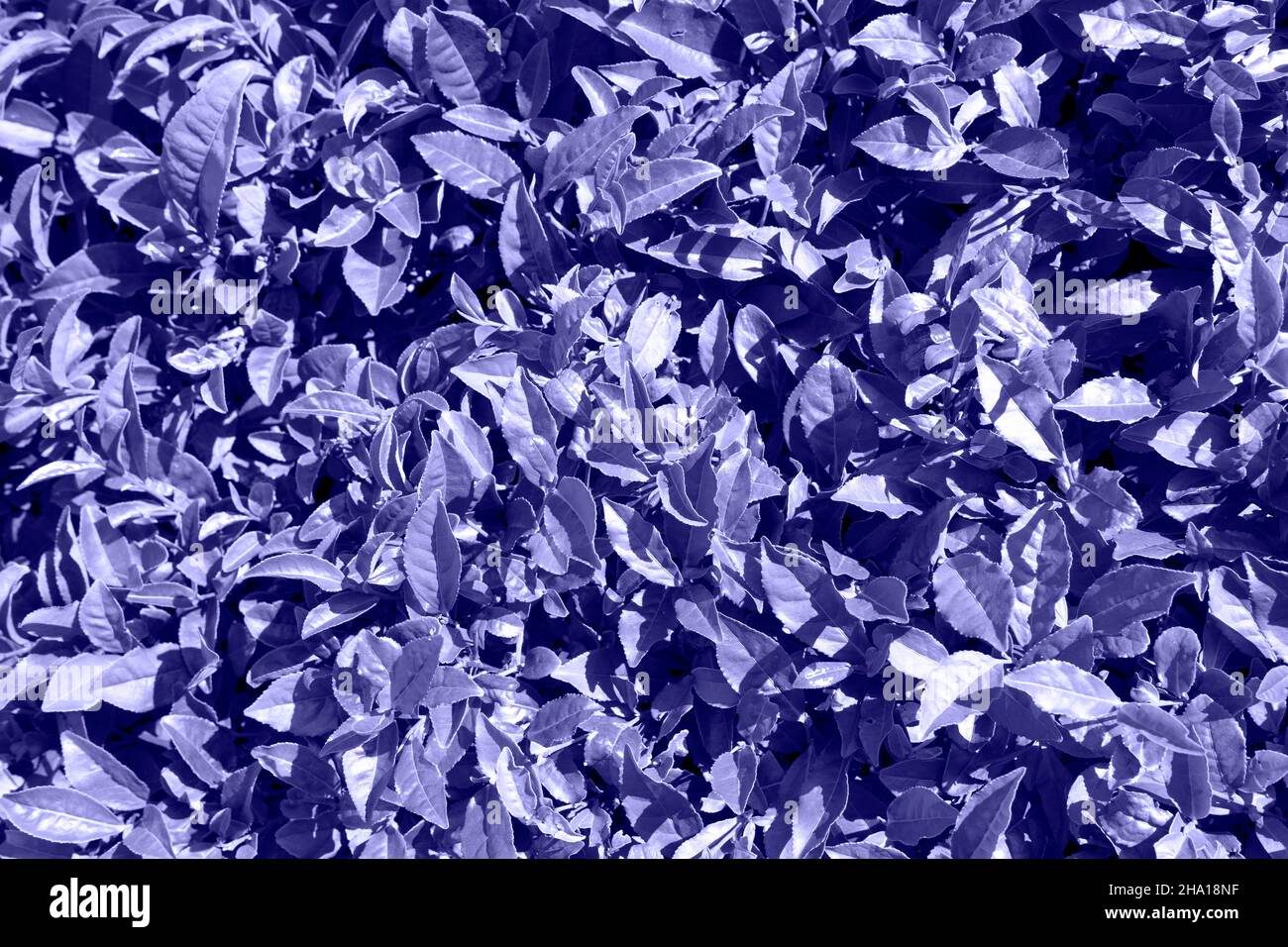 Color of the year 2022 Very Peri. Tea tree leaves background texture ...