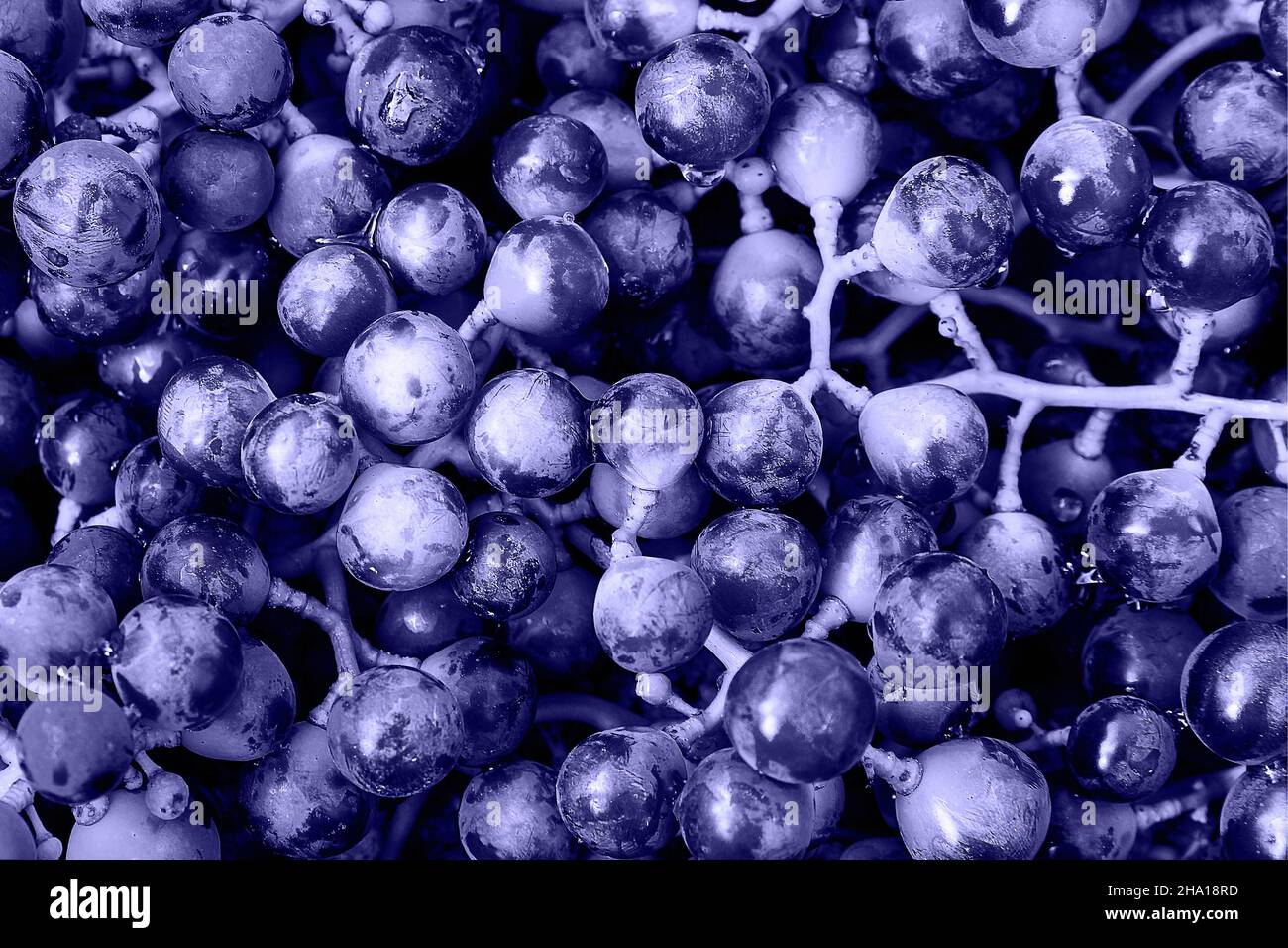 Purple wine grapes background. Organic food. Top view. Color of the ...