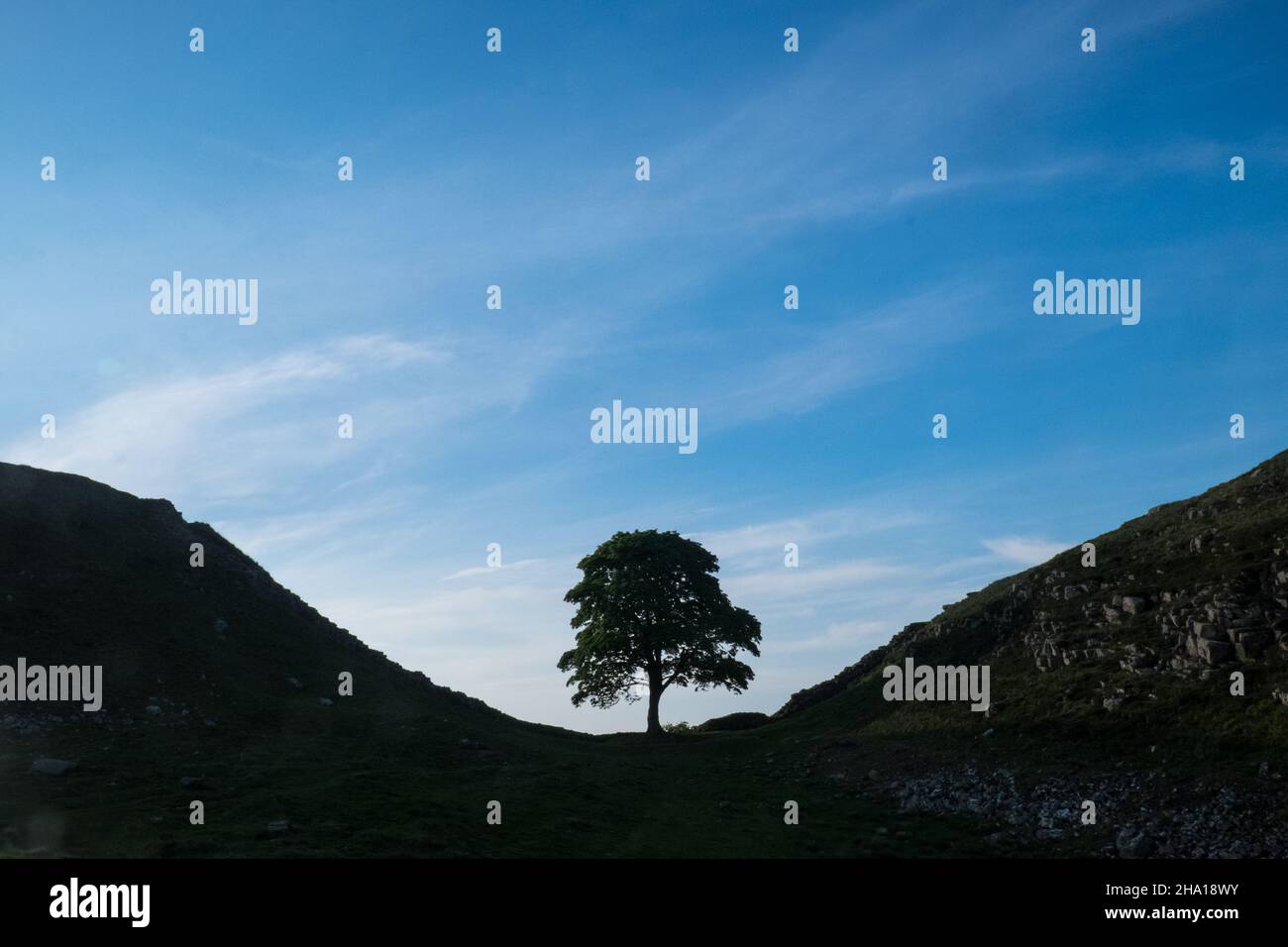 The Sycamore Gap Tree or Robin Hood Tree is a sycamore tree standing ...