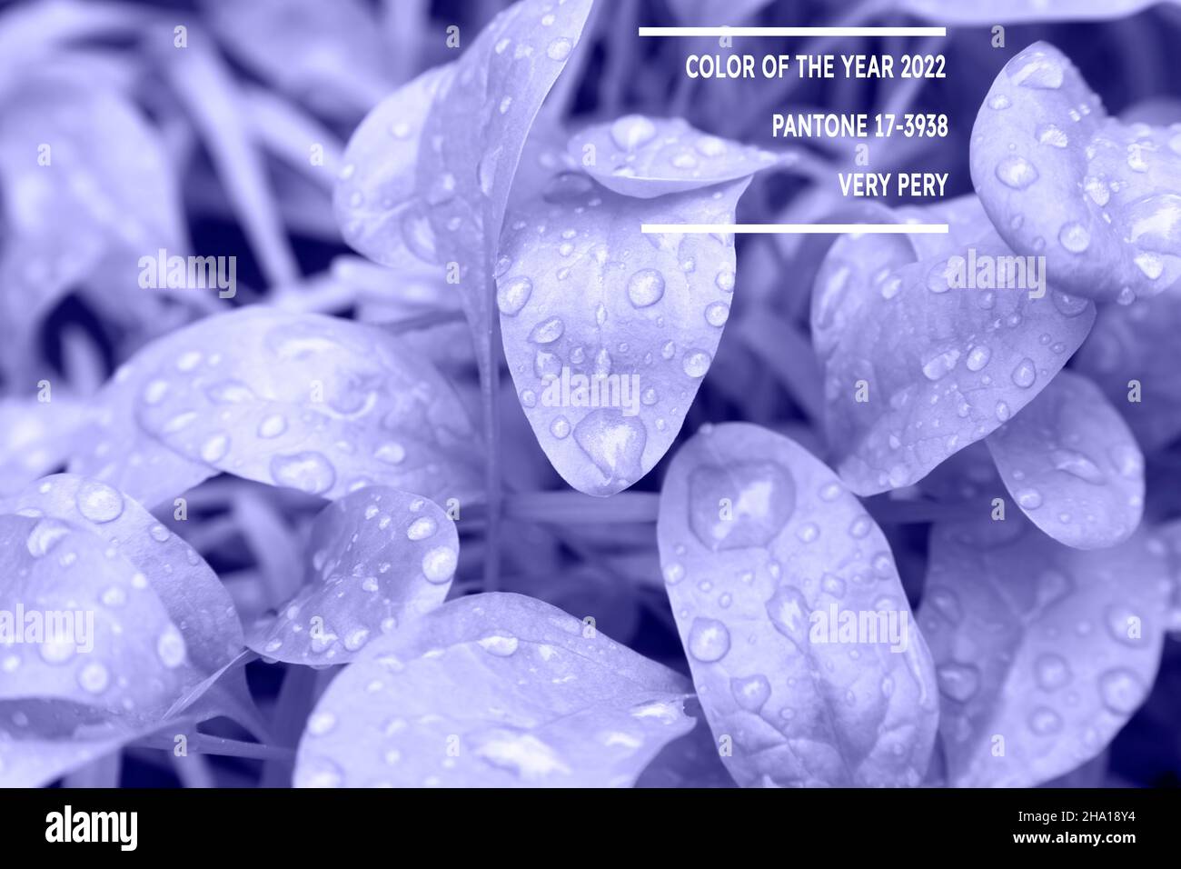 Spinach leaves with a drop of morning dew. Color of the year 2022 Very ...