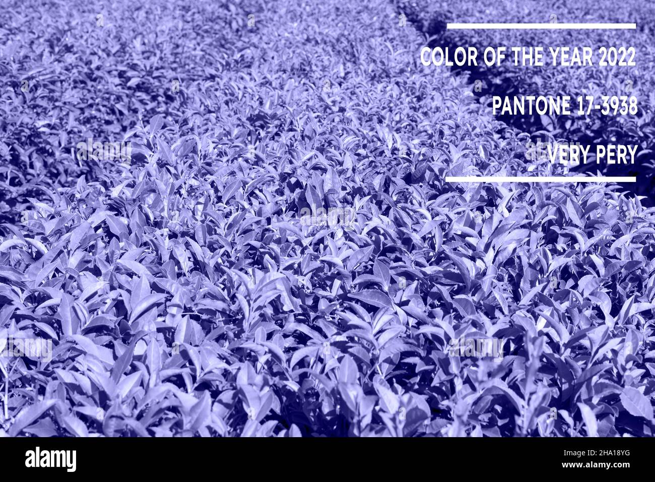 Very perry color of 2022. Tea leaves texture background. Color of the ...