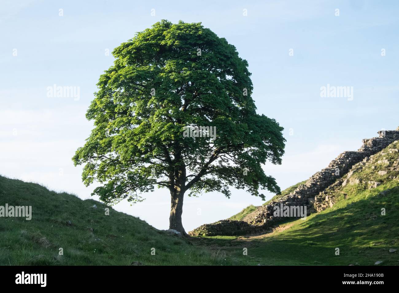 The Sycamore Gap Tree or Robin Hood Tree is a sycamore tree standing ...