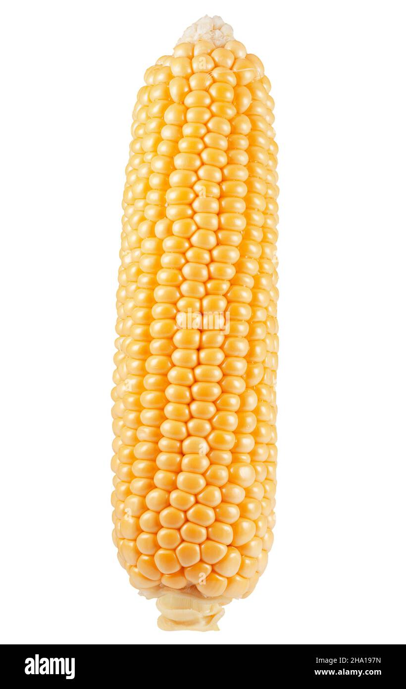 corn ear isolated on a white background Stock Photo - Alamy