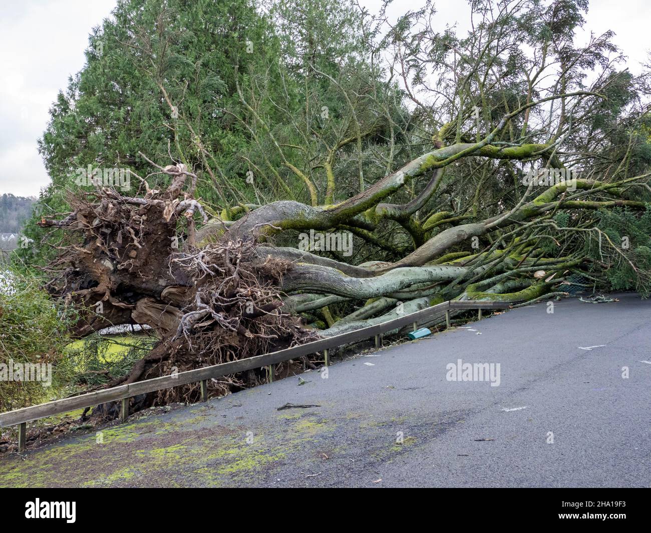 A tree blown over by Storm Arwen at ferry landing, Lake Windermere ...