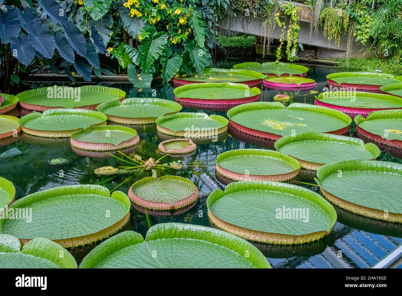 Victoria cruziana aquatic water Lily plant with giant leaves Stock Photo - Alamy