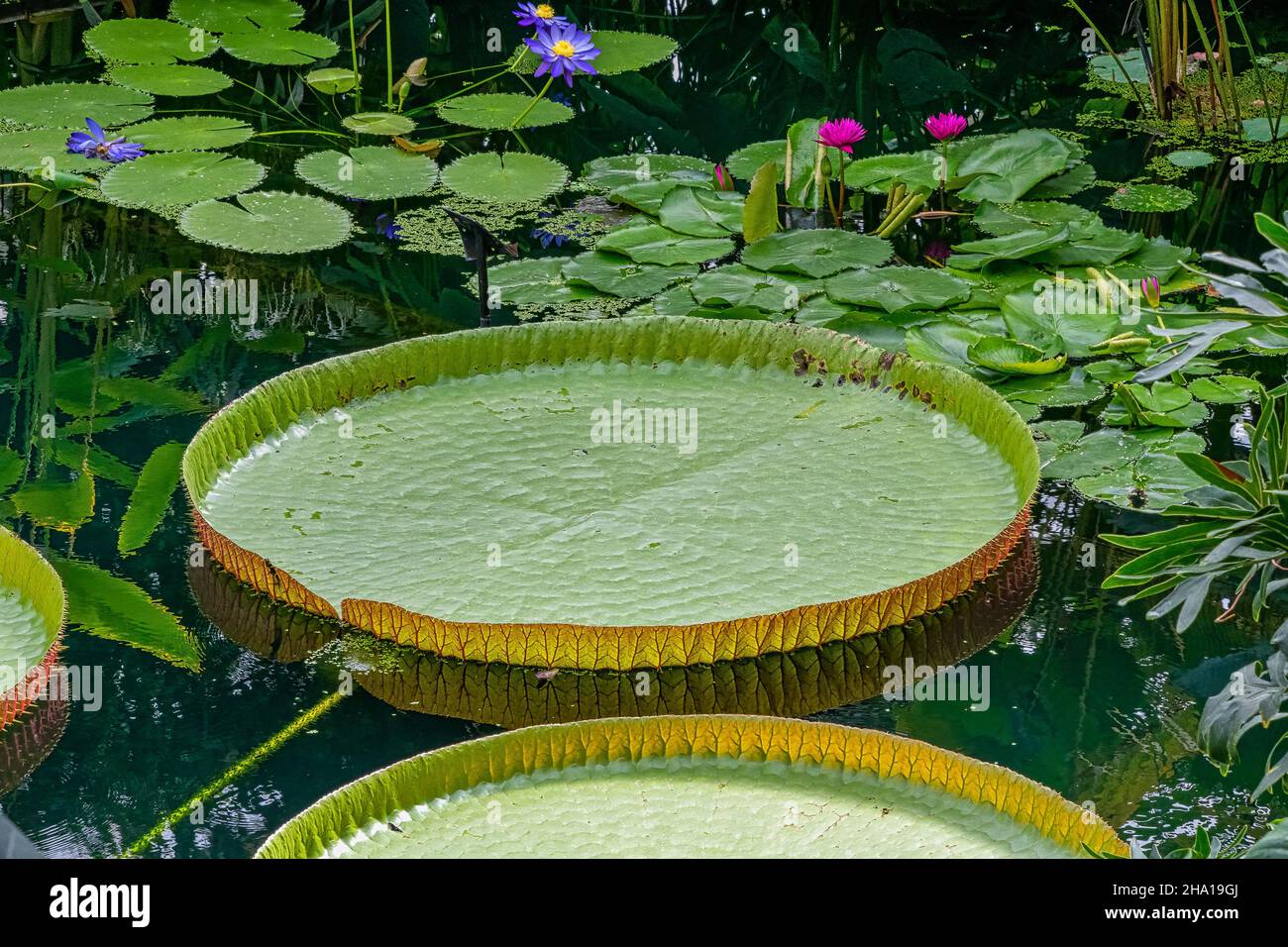 Victoria cruziana aquatic water Lily plant with giant leaves Stock Photo - Alamy