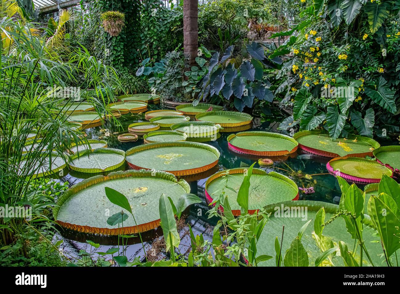 Victoria cruziana aquatic water Lily plant with giant leaves Stock ...