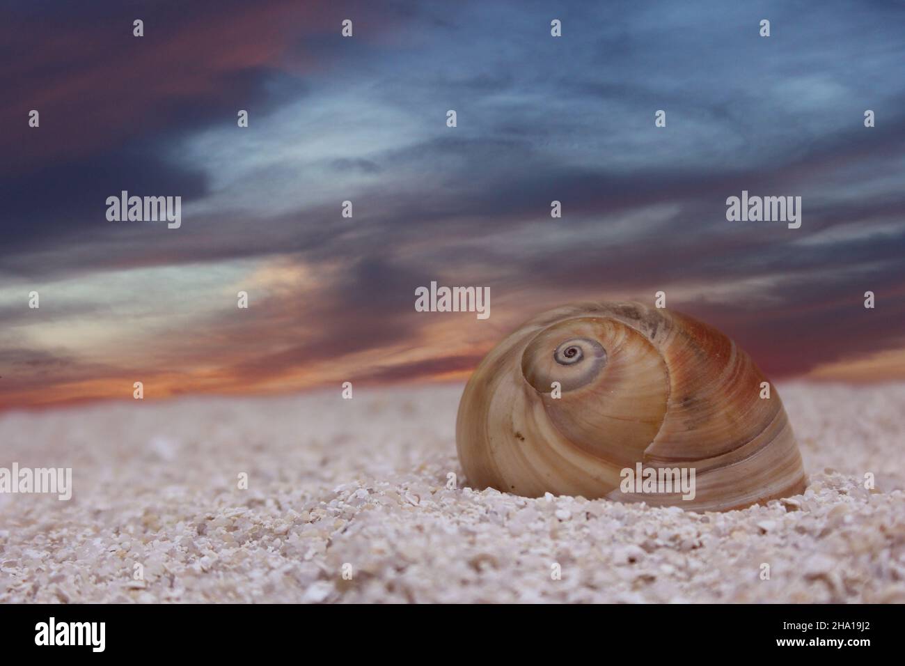 Seashell on Beach With Sunset Background Stock Photo - Alamy