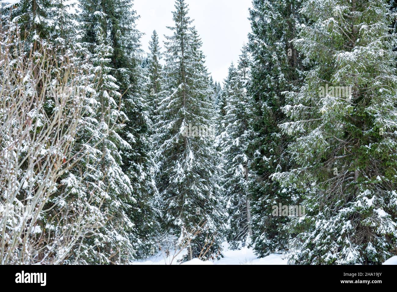 Pine trees in the alps hi-res stock photography and images - Alamy
