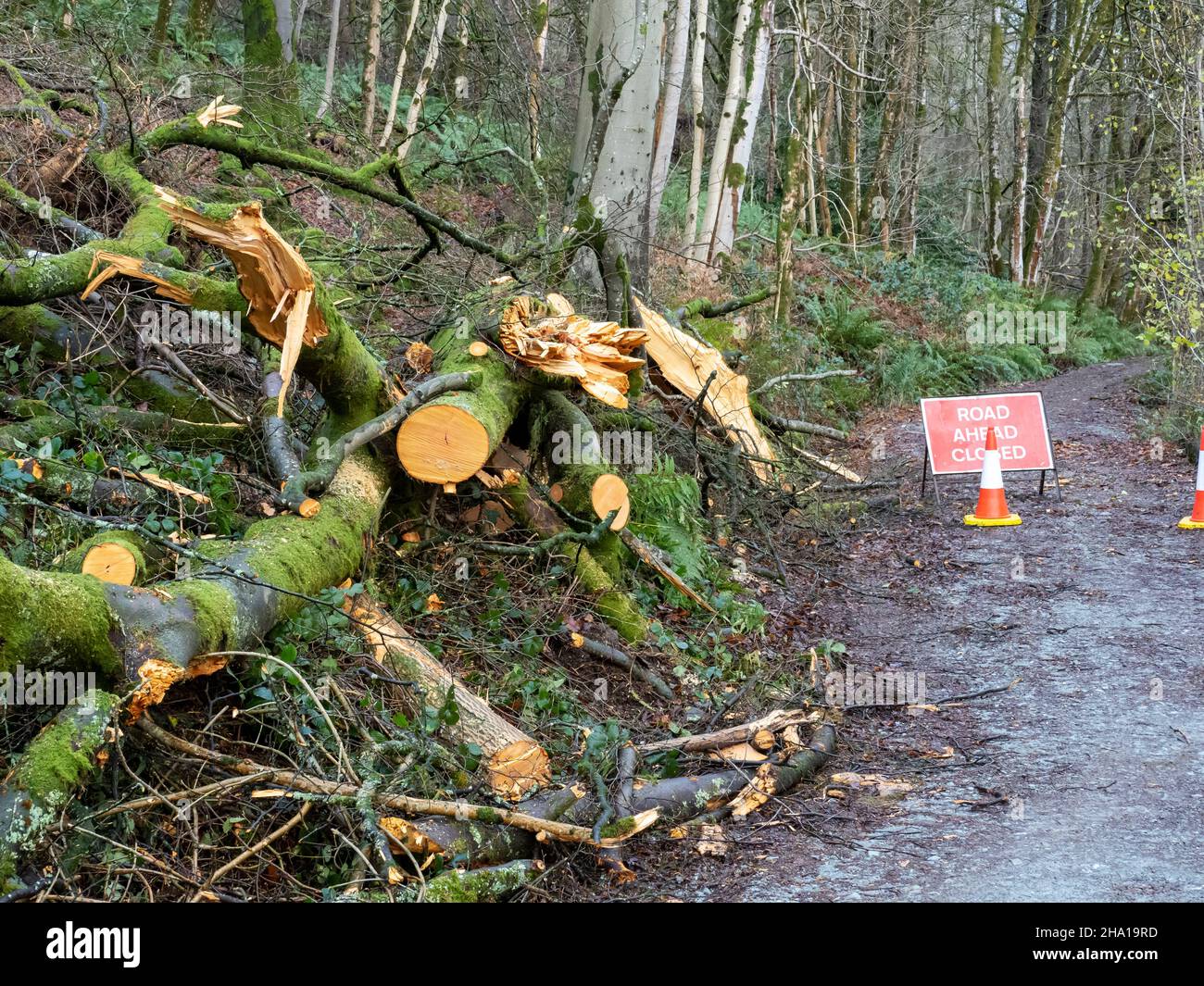 Trees blown over by Storm Arwen blocking the lake shore track in woods ...