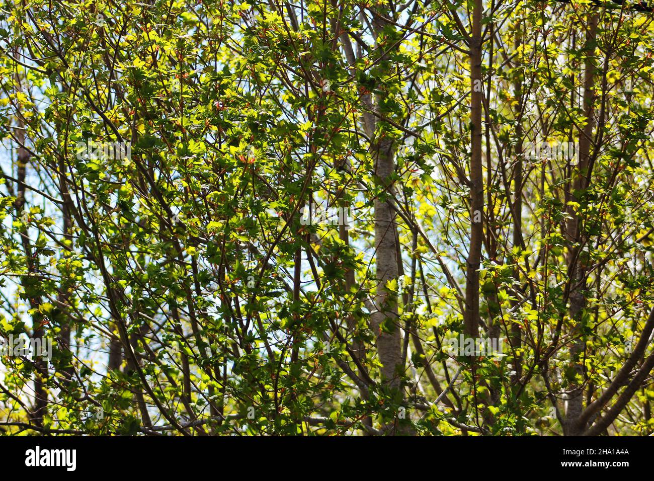 Close up of leaves of birch tree hi-res stock photography and images ...