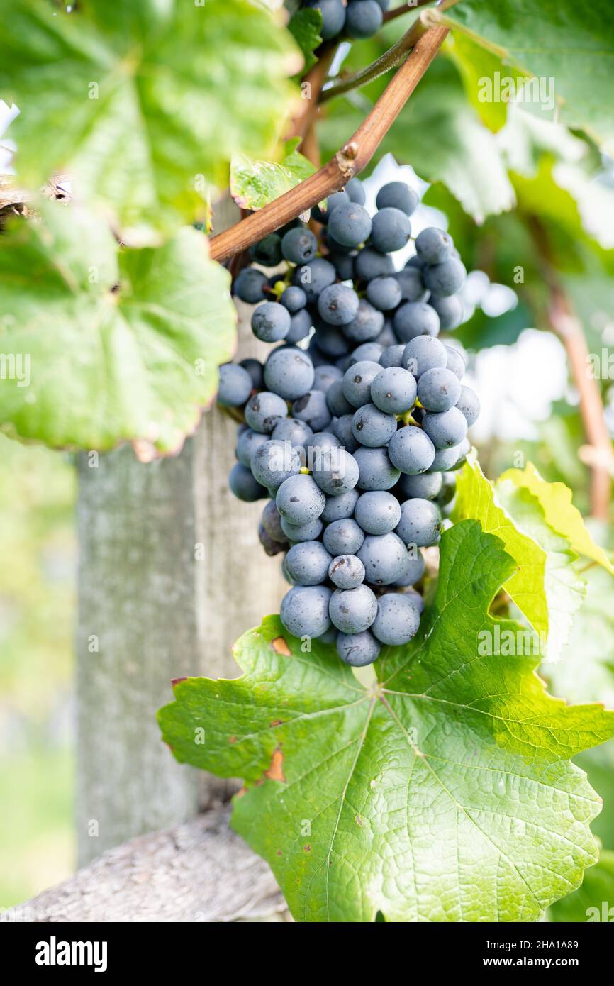 Vertical shot of ripe grapes in a vineyard Stock Photo - Alamy