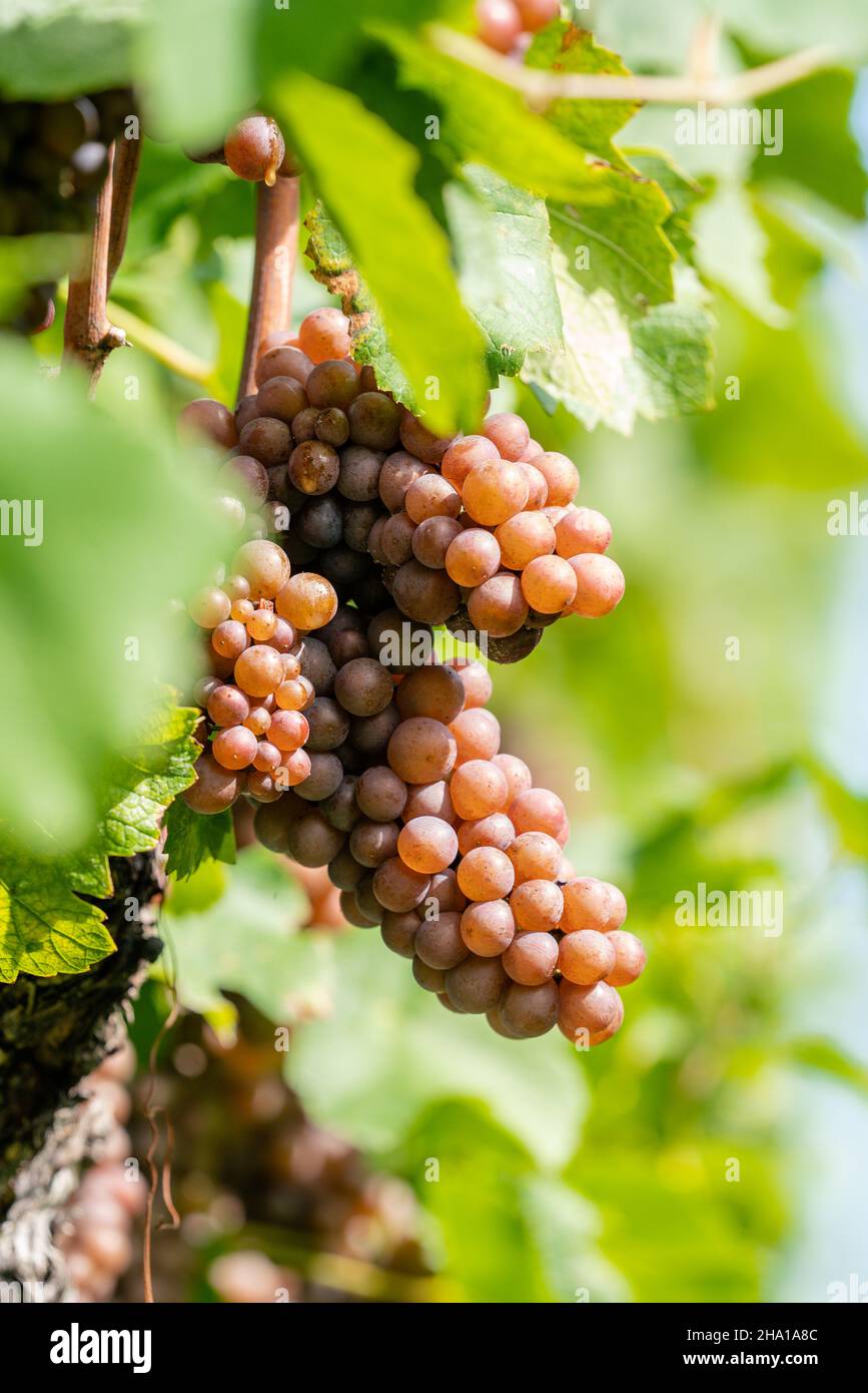 Vertical shot of ripe grapes in a vineyard Stock Photo - Alamy