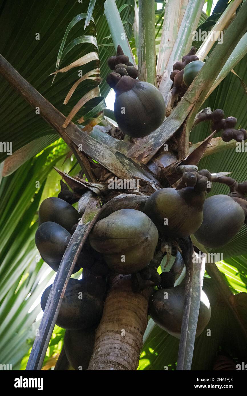 Coco de Mer Vallee de Mai Praslin Seychelles Stock Photo - Alamy