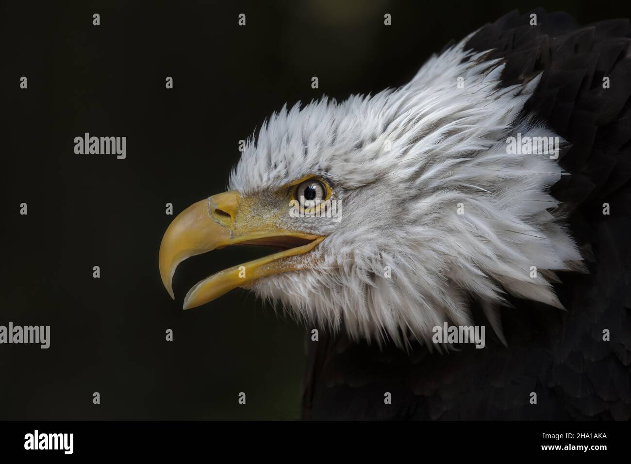 Portrait of a white-headed eagle Stock Photo - Alamy