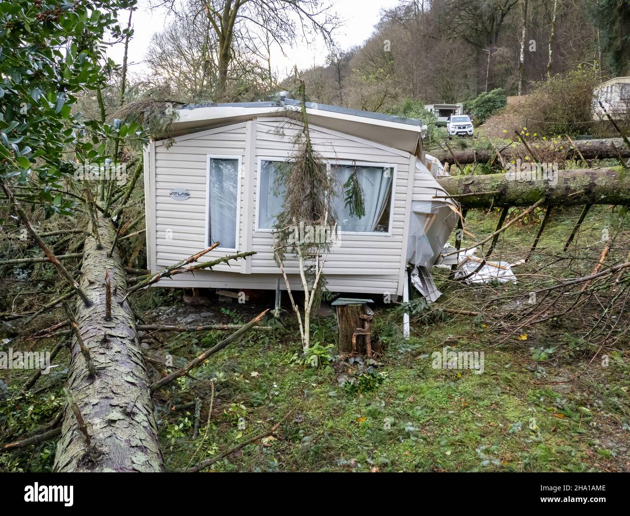 Trees blown over by Storm Arwen, crushing a caravan, Lake Windermere ...