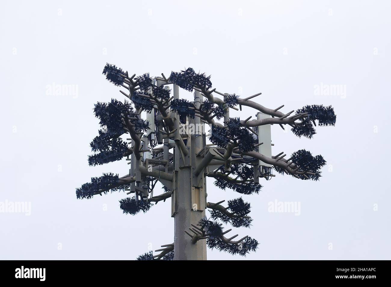 Mobile Phone Mast Disguised As A Tree High Resolution Stock Photography ...