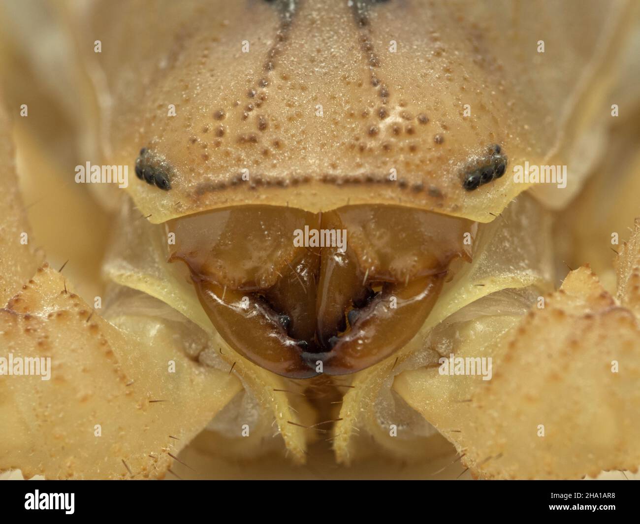 Close-up of the head and jaws of a highly venomous fat tail scorpion ...