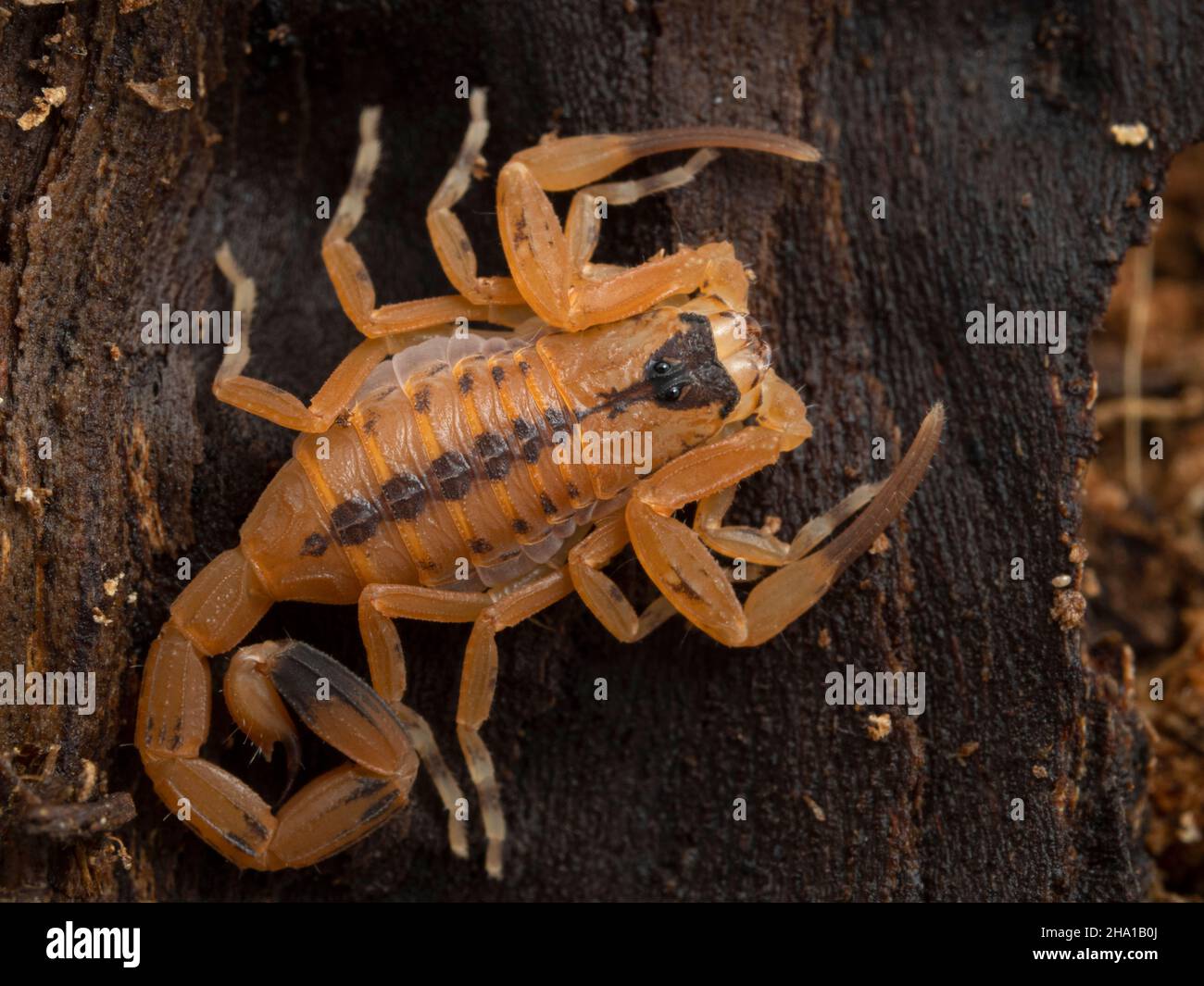 Juvenile highly venomous Brazilian scorpion (Tityus stigmurus). These ...