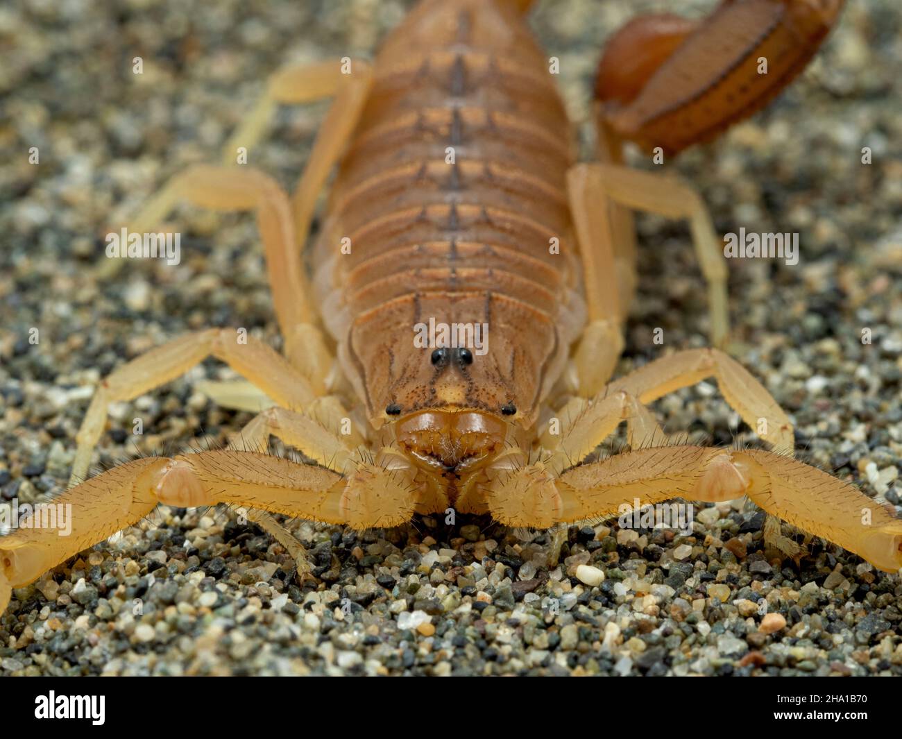 Close-up of the head of a subadult Indian red scorpion (Hottentotta ...