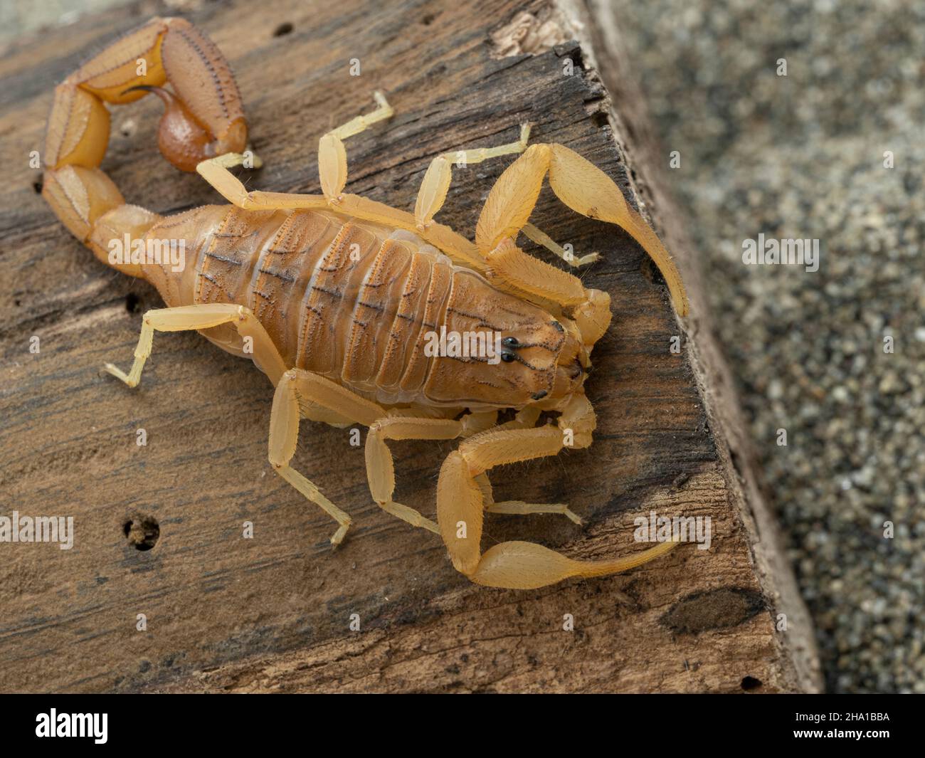 Dorsal view of a subadult Indian red scorpion (Hottentotta tamulus ...