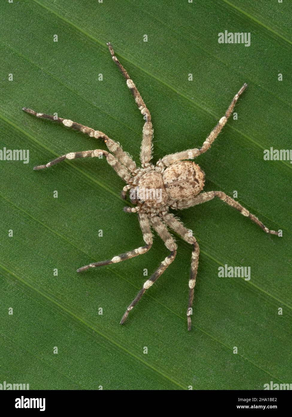 Flattie spider hi-res stock photography and images - Alamy