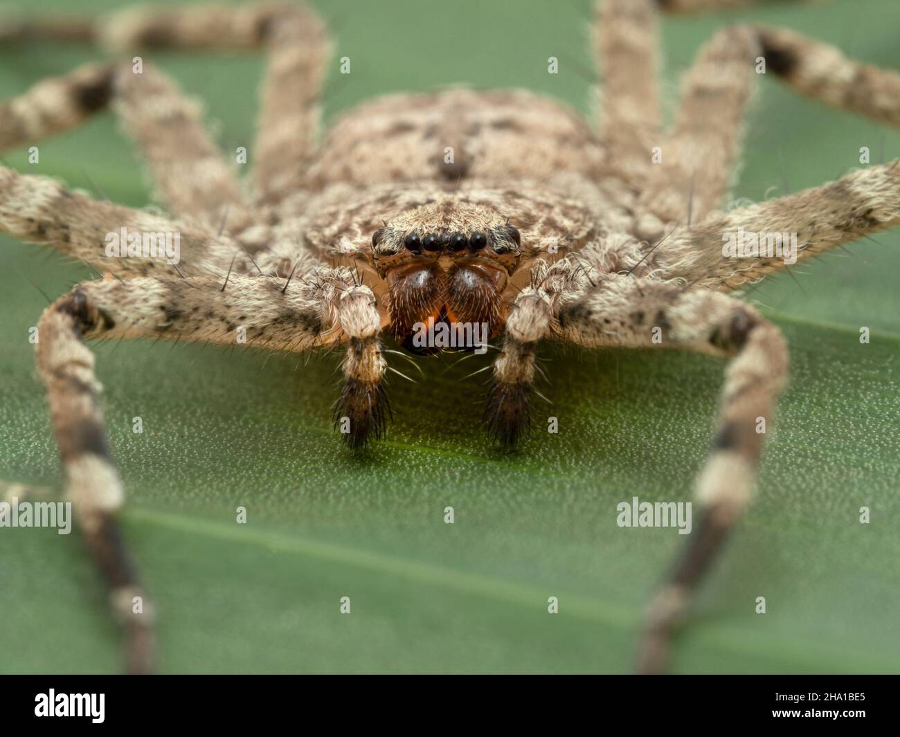 Close-up of the face of a flattie spider (Selenops rediatus) from North ...