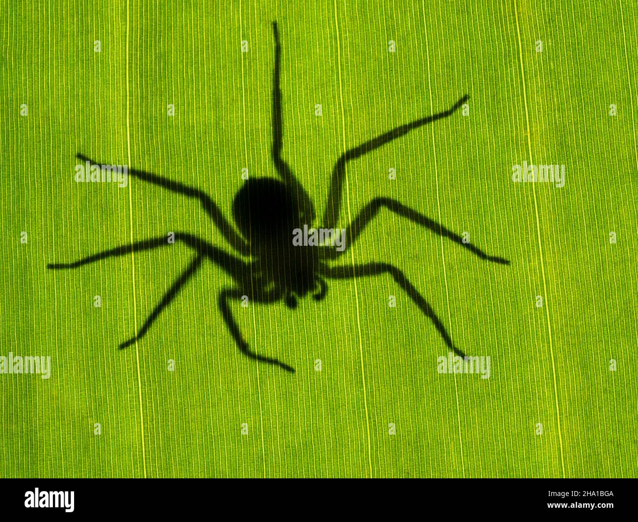 creepy silhouette of a flattie spider (Selenops rediatus) from North ...