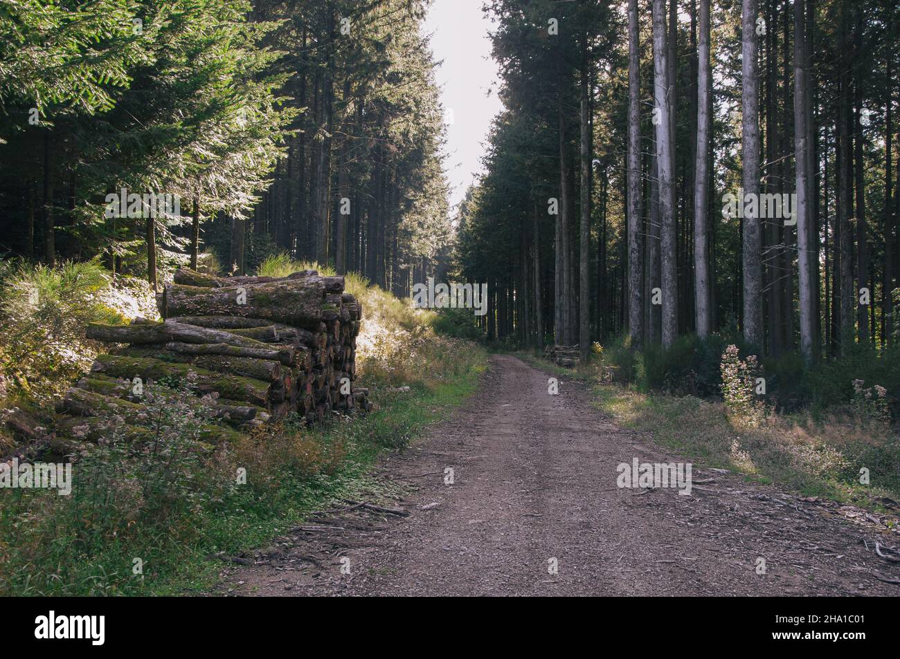 Forest path with a pile of cut tree trunks Stock Photo - Alamy