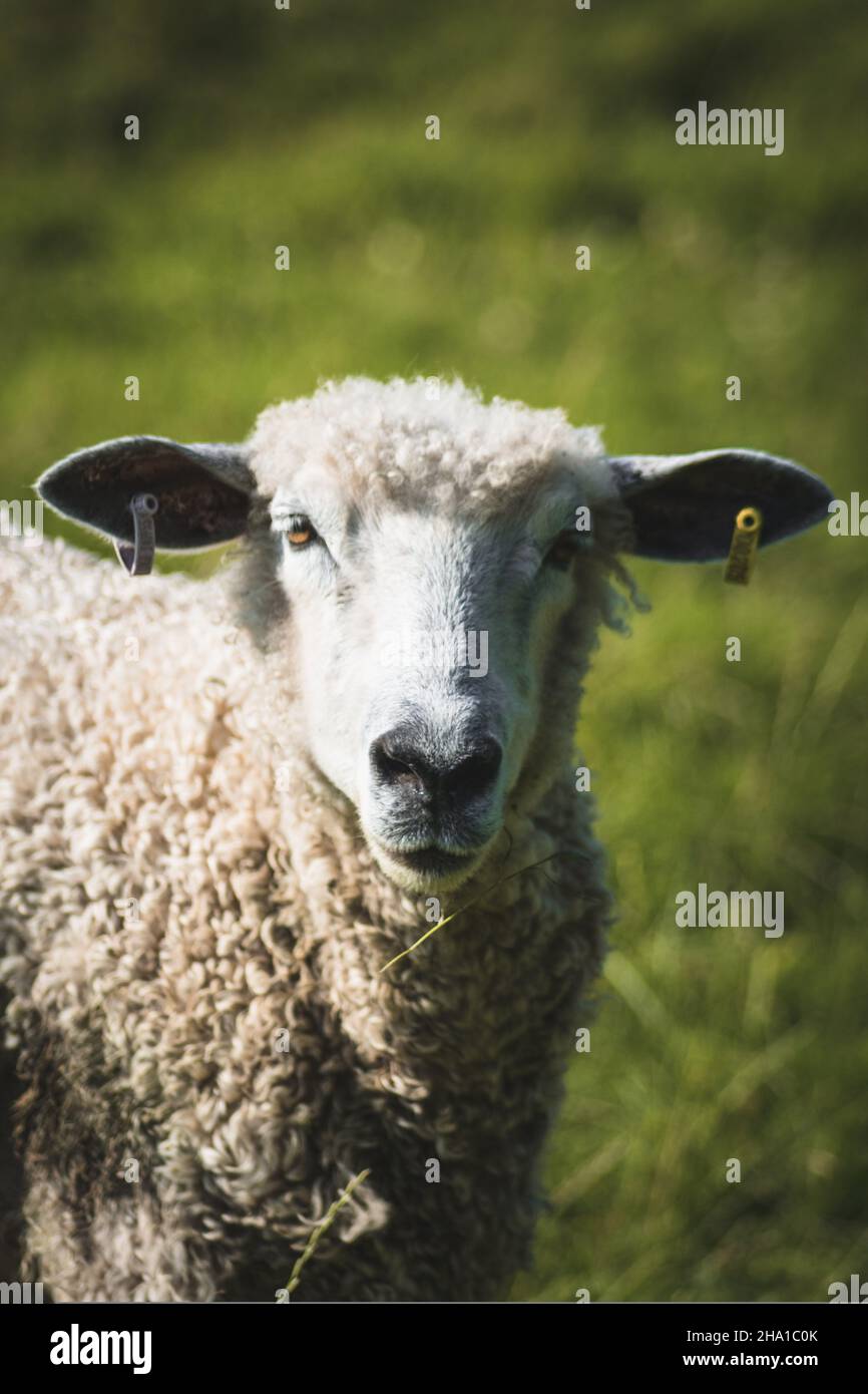 Vertical closeup of a white sheep standing at the field on a blurry ...