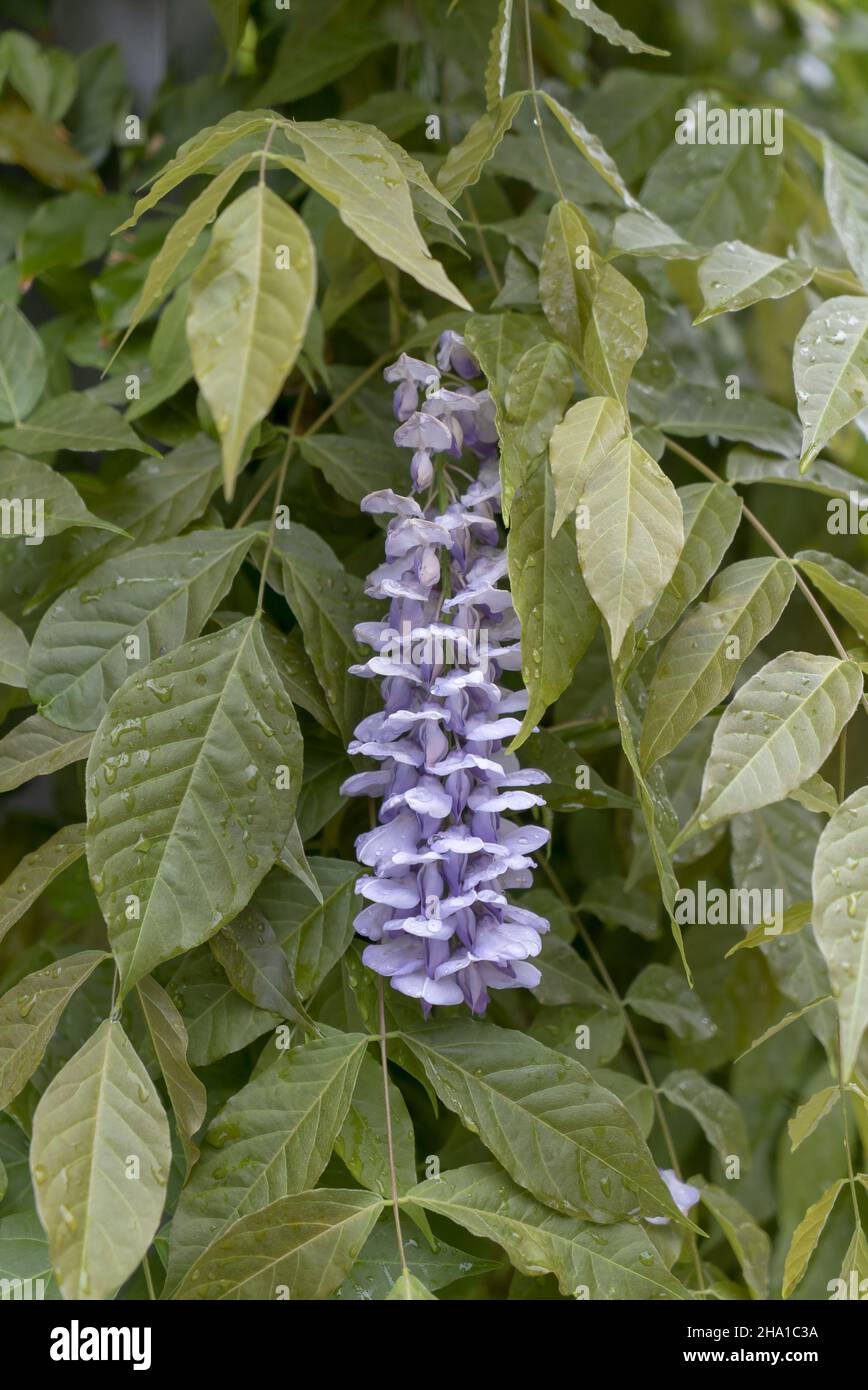Mescal bean tree hi-res stock photography and images - Alamy